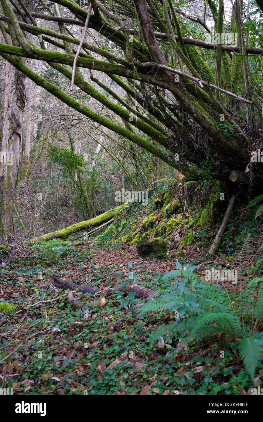 Dense vegetation forests hi-res stock photography and images - Alamy