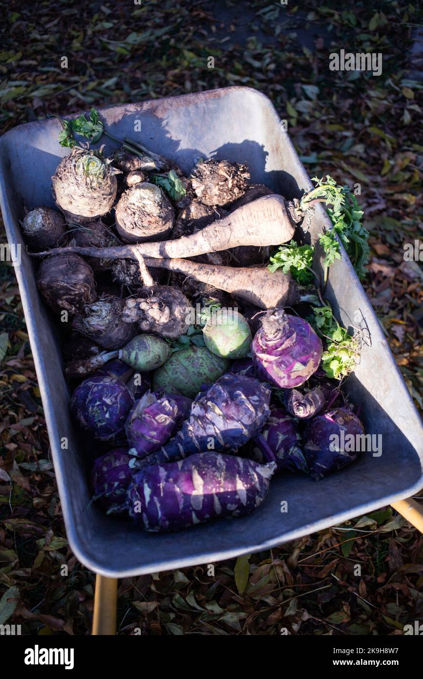 parsnips kohlrabi celery in a dray in autumn field Stock Photo - Alamy