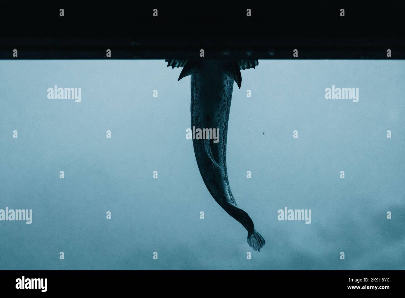 tail fins and scales of a large fish seen through the glass of a ship's ...