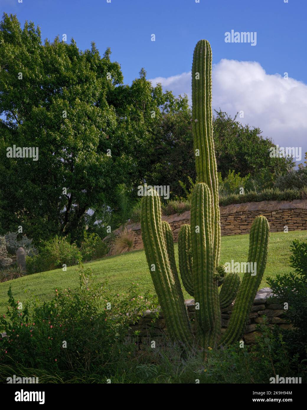 Cactáceas hi-res stock photography and images - Alamy