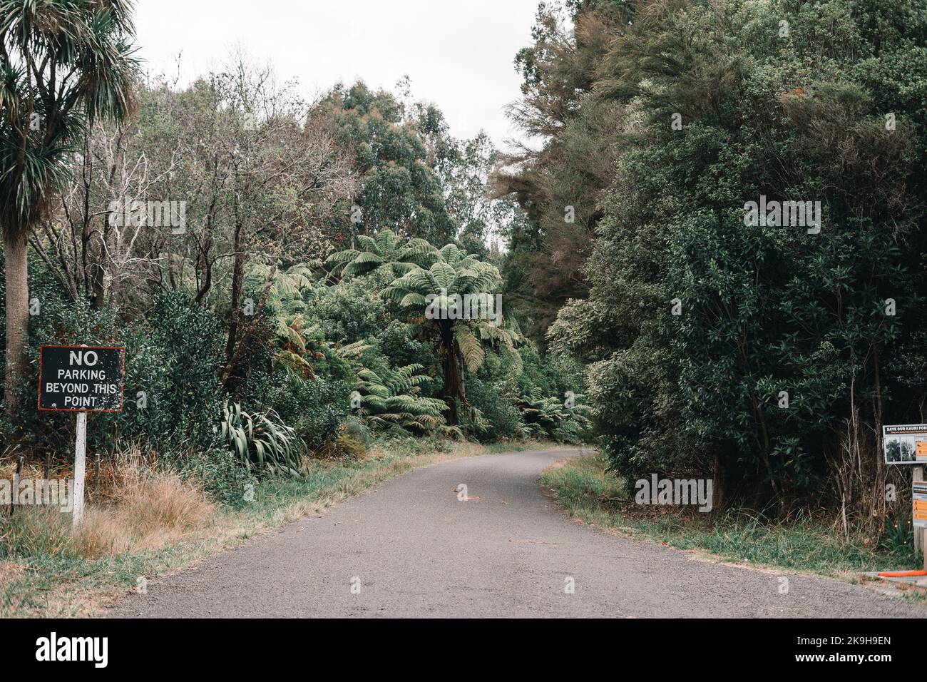 driveway with no parking sign next to paved road and dense vegetation ...