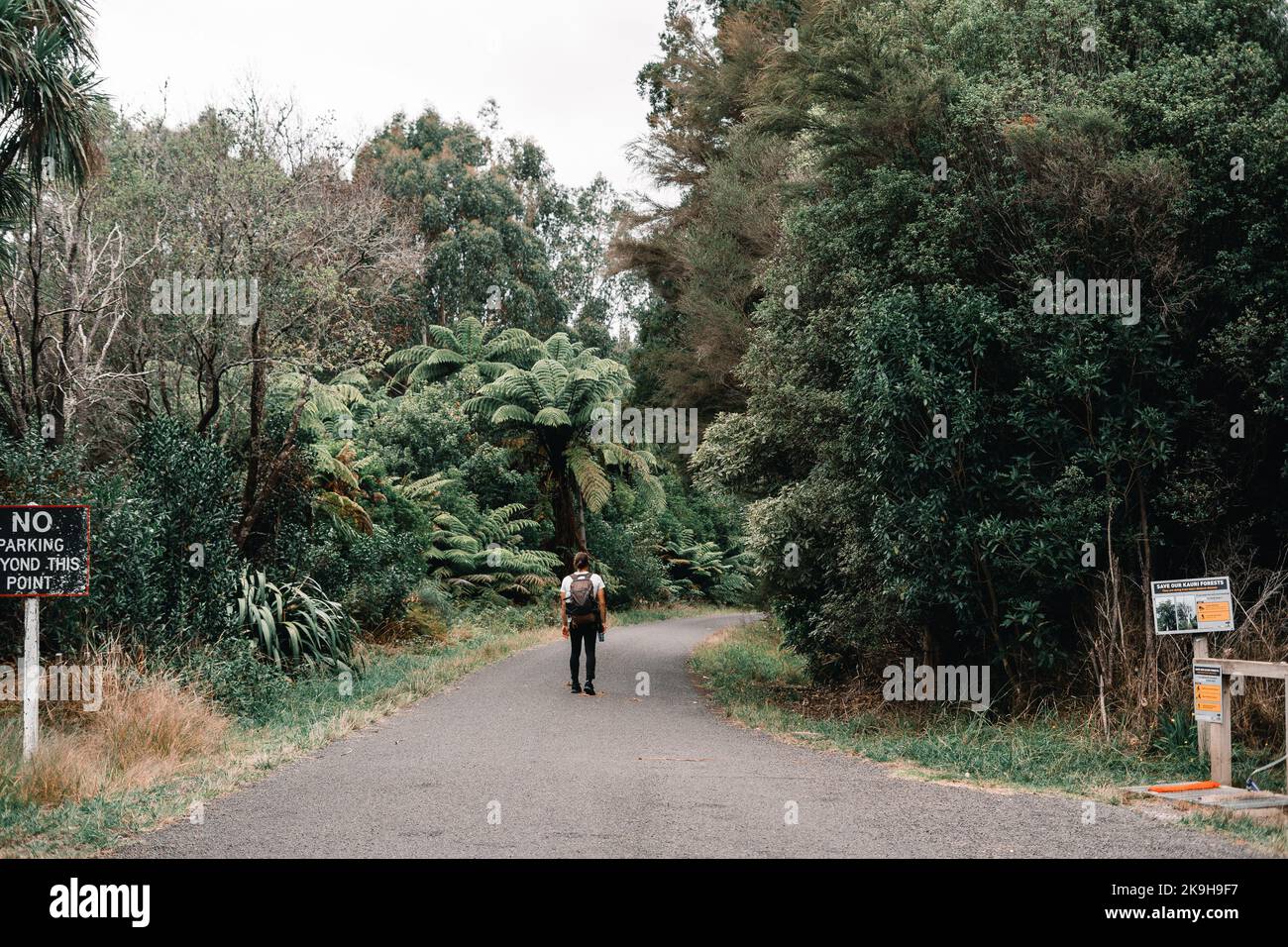 boy standing at the entrance of the path leading to the forest with ...