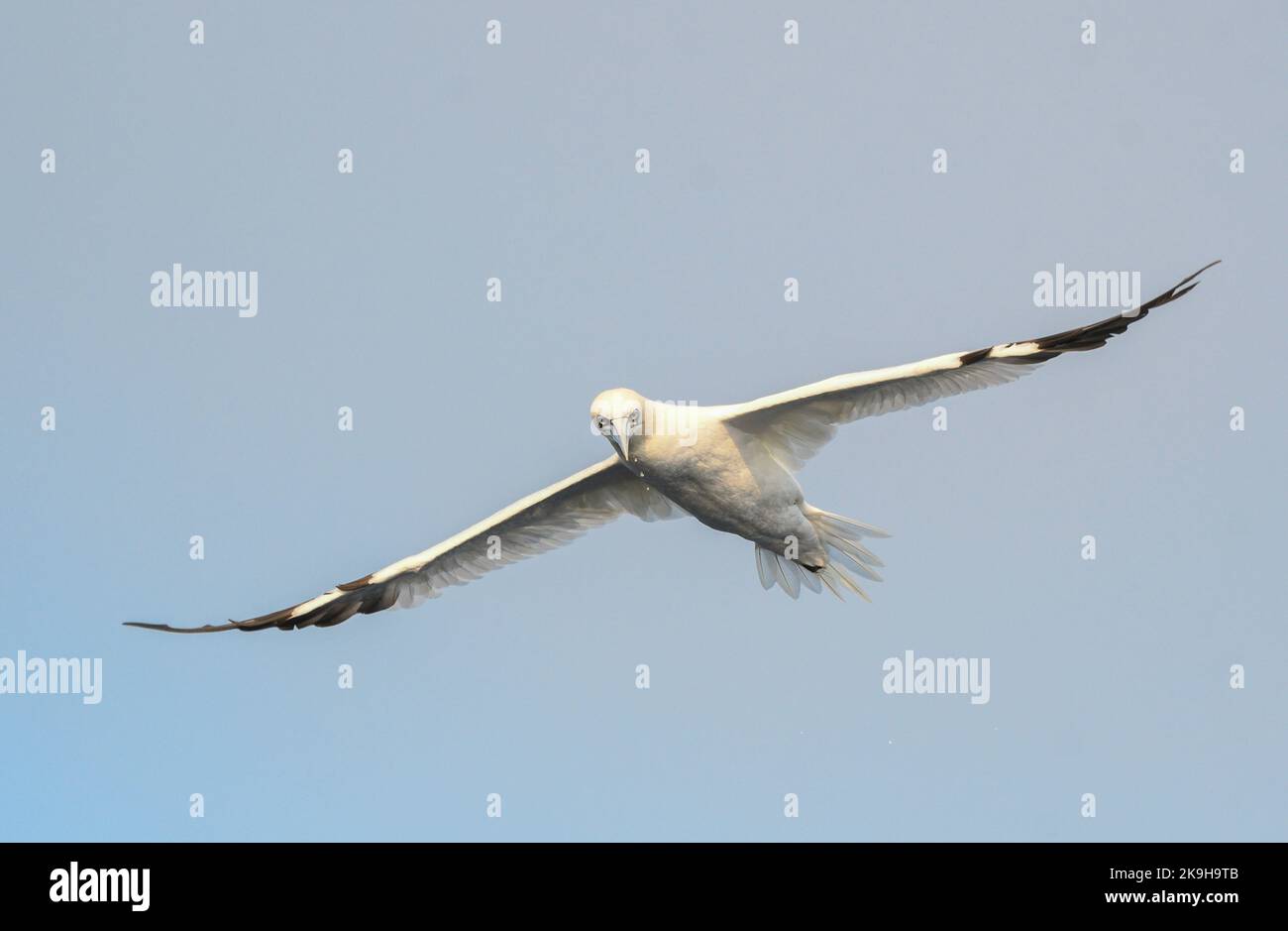 adult gannet in flight Stock Photo - Alamy