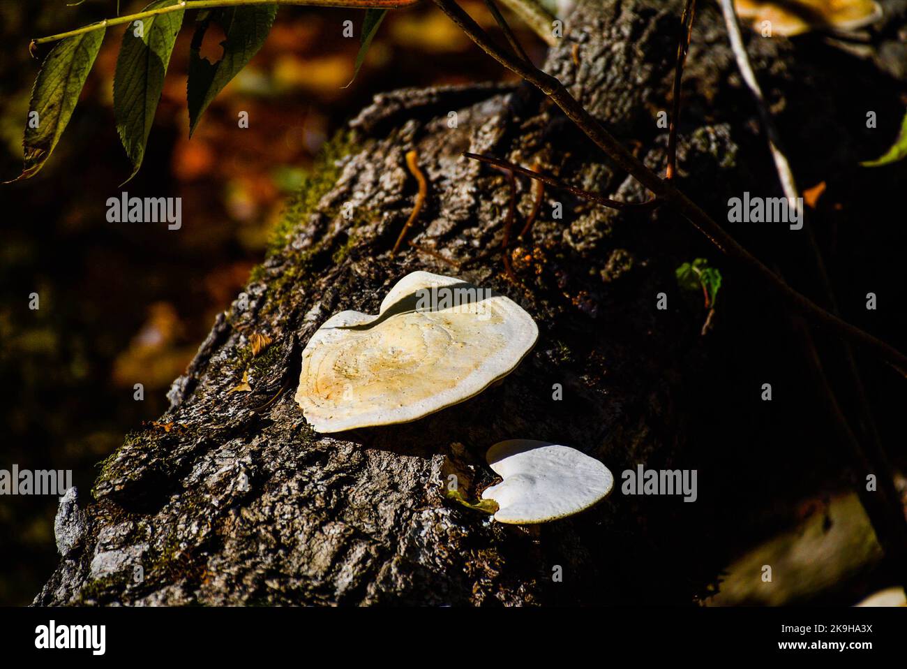 picture of mushrooms growing from a fallen tree Stock Photo - Alamy