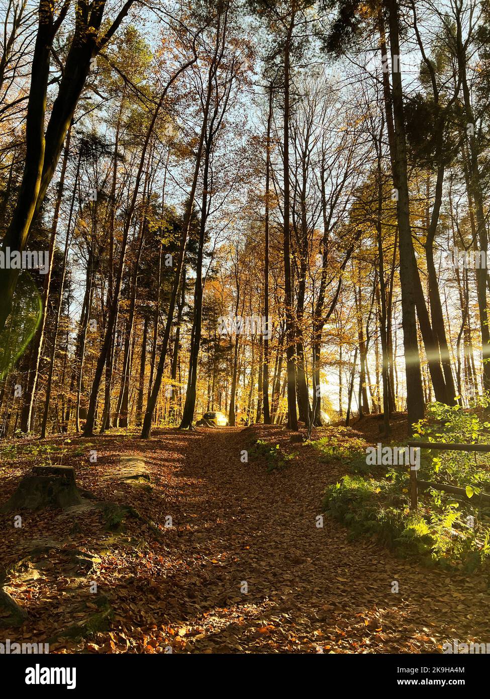 Warm autumn scenery in the forest, with the sun shedding beautiful rays ...