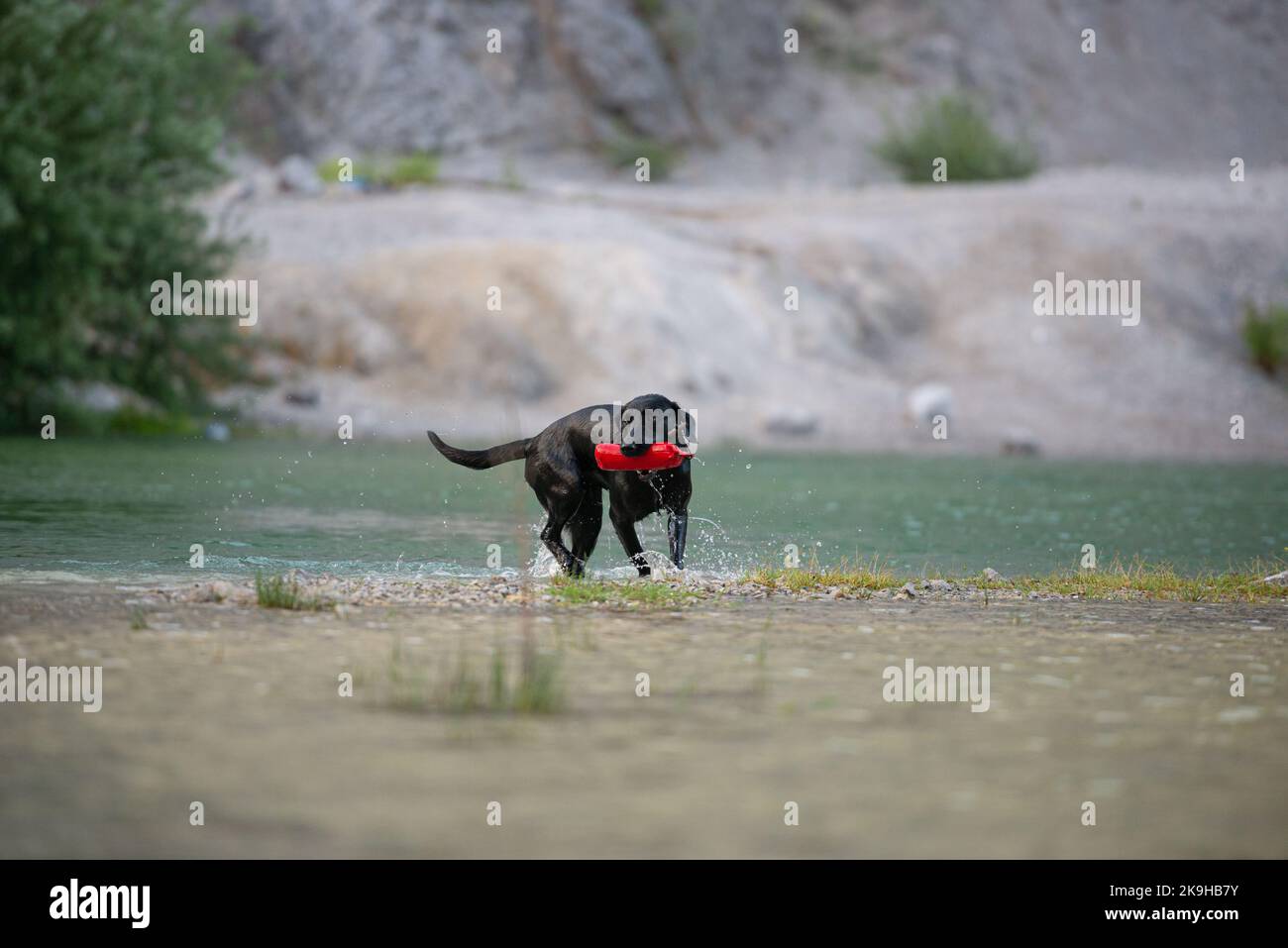 Purebred black labrador retriever retrieving a red dummy out of the ...