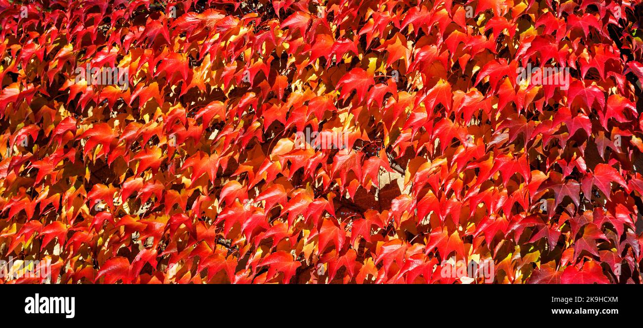 Beautiful, bright autumn background with the texture of dense fiery red ...