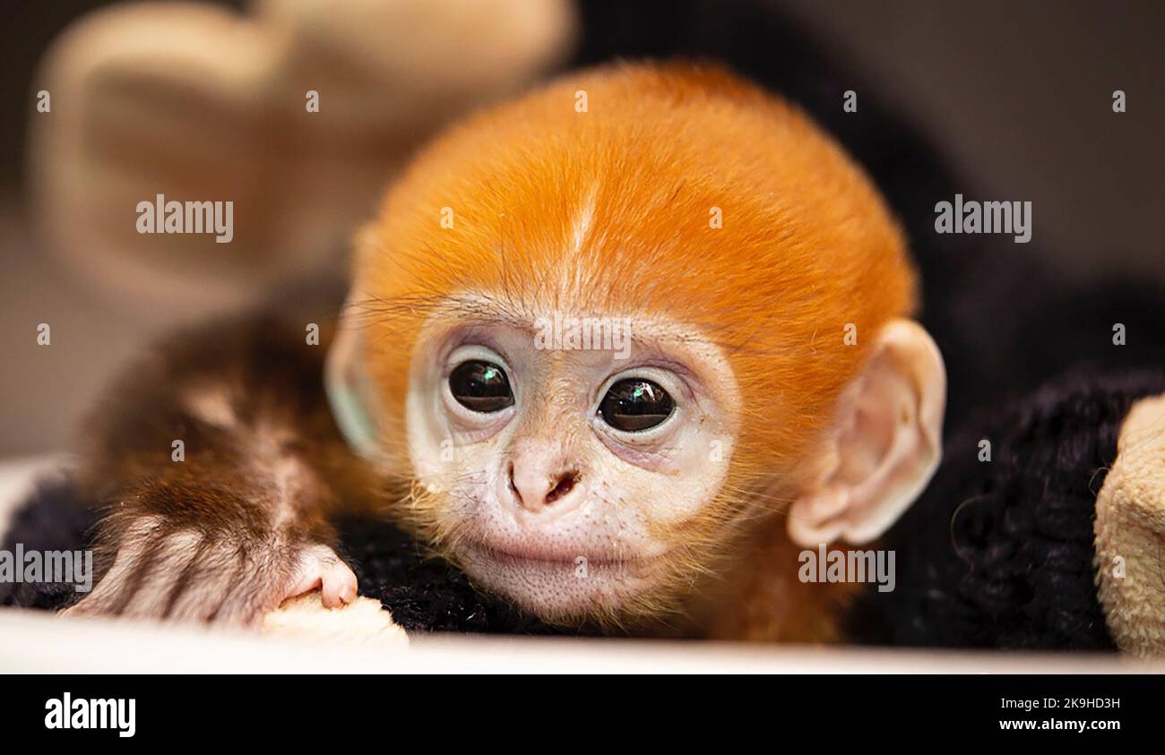 St. Louis, United States. 08th Oct, 2022. The first baby Francois ...