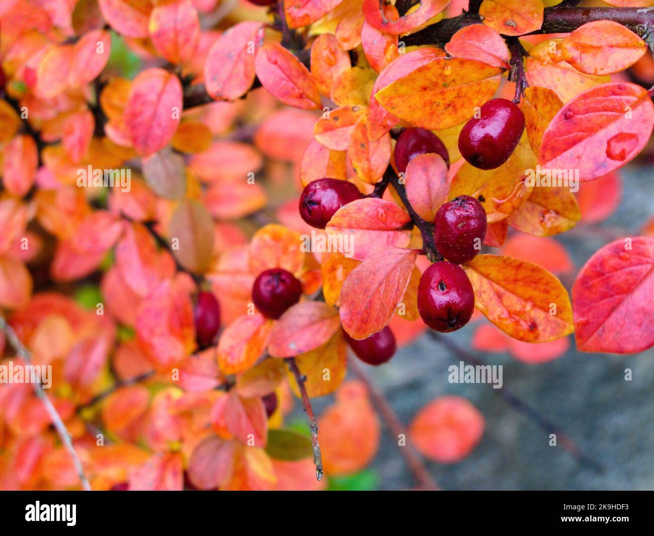 Redleaved bush hi-res stock photography and images - Alamy