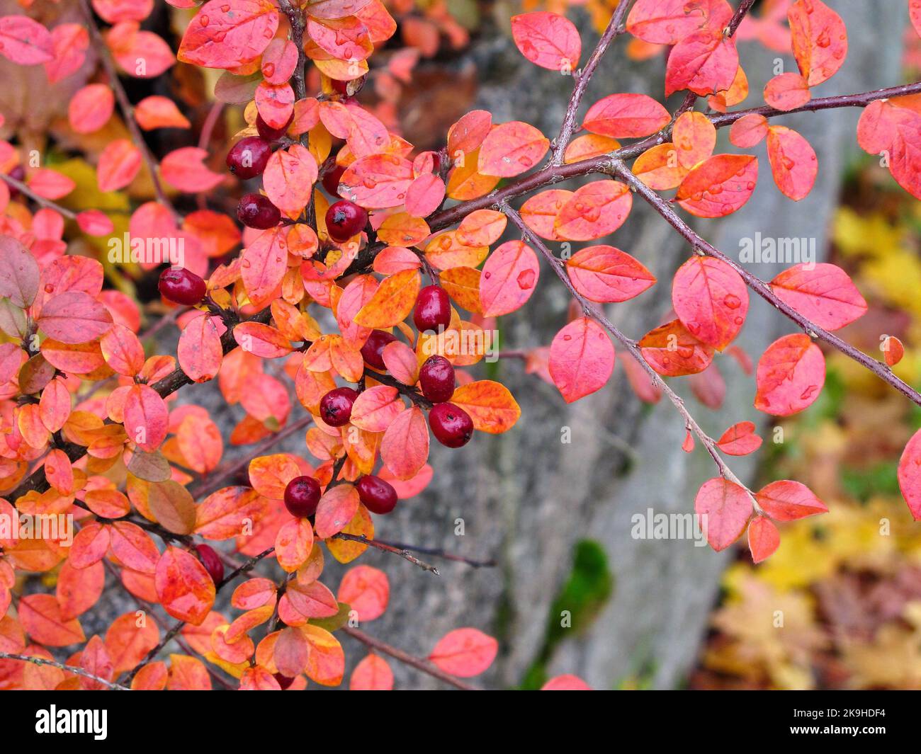 Redleaved bush hi-res stock photography and images - Alamy