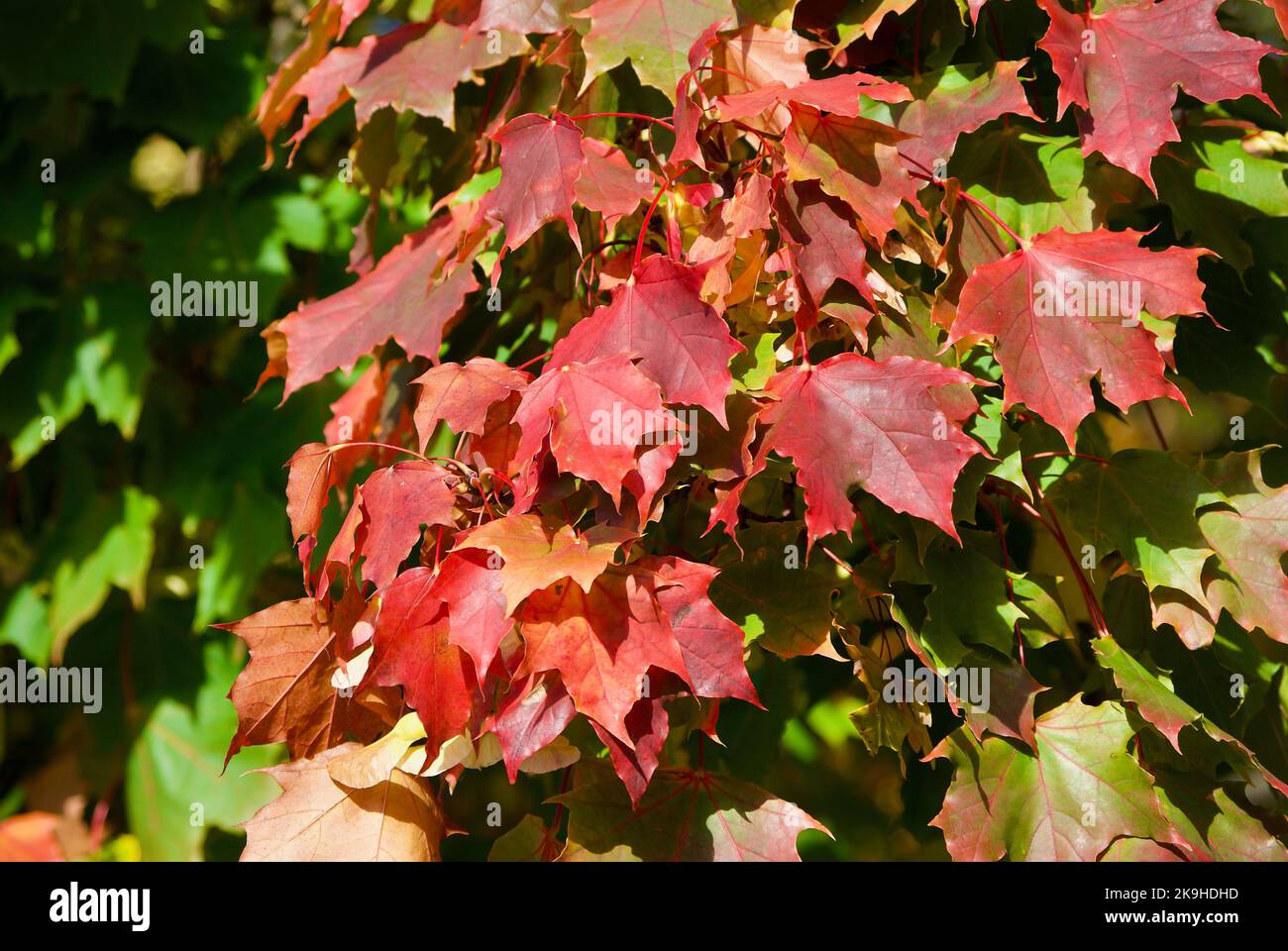 Maple tree branch with red leaves in front of a tree with green leaves ...