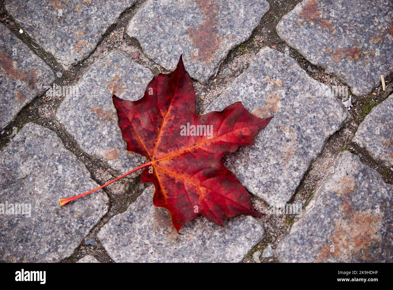 One red maple tree leaf laying on cobble stone ground in autumn Stock ...
