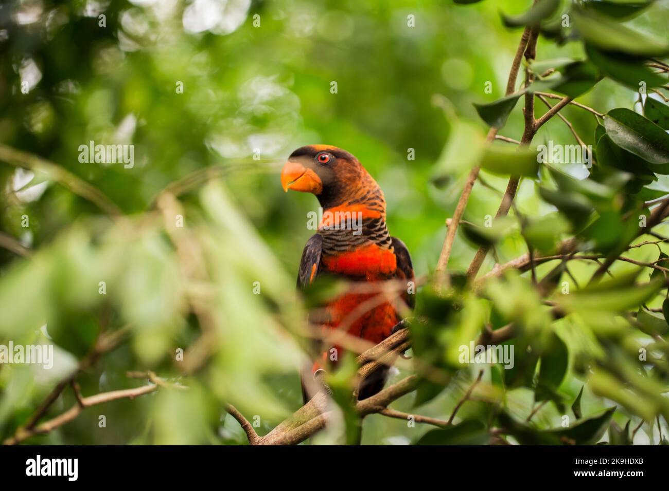 The dusky lory or the white-rumped lory or the dusky-orange lory ...