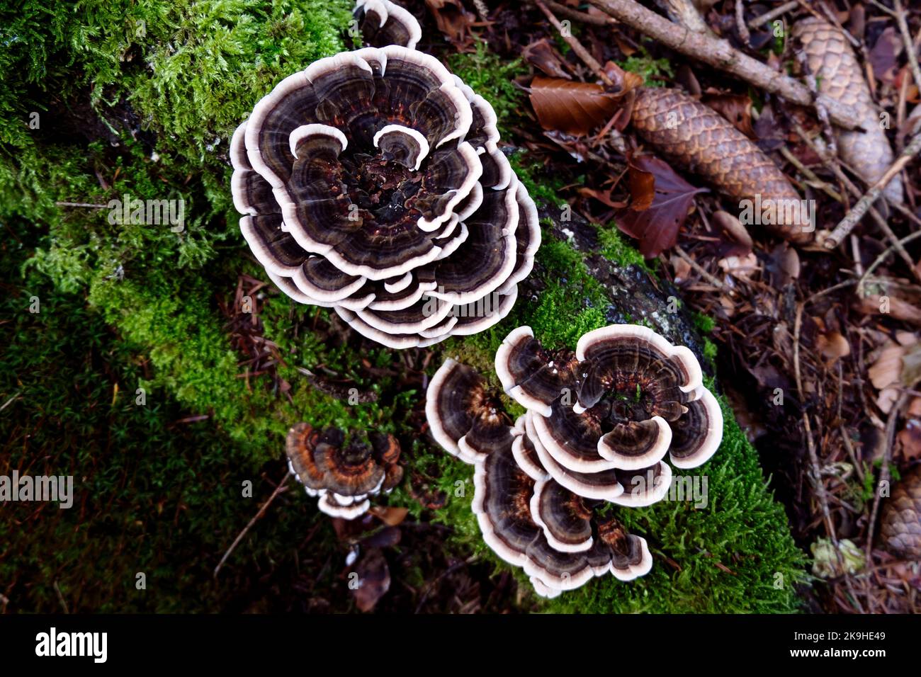 Trametes versicolor, polypore mushroom known as turkey tail, view from ...