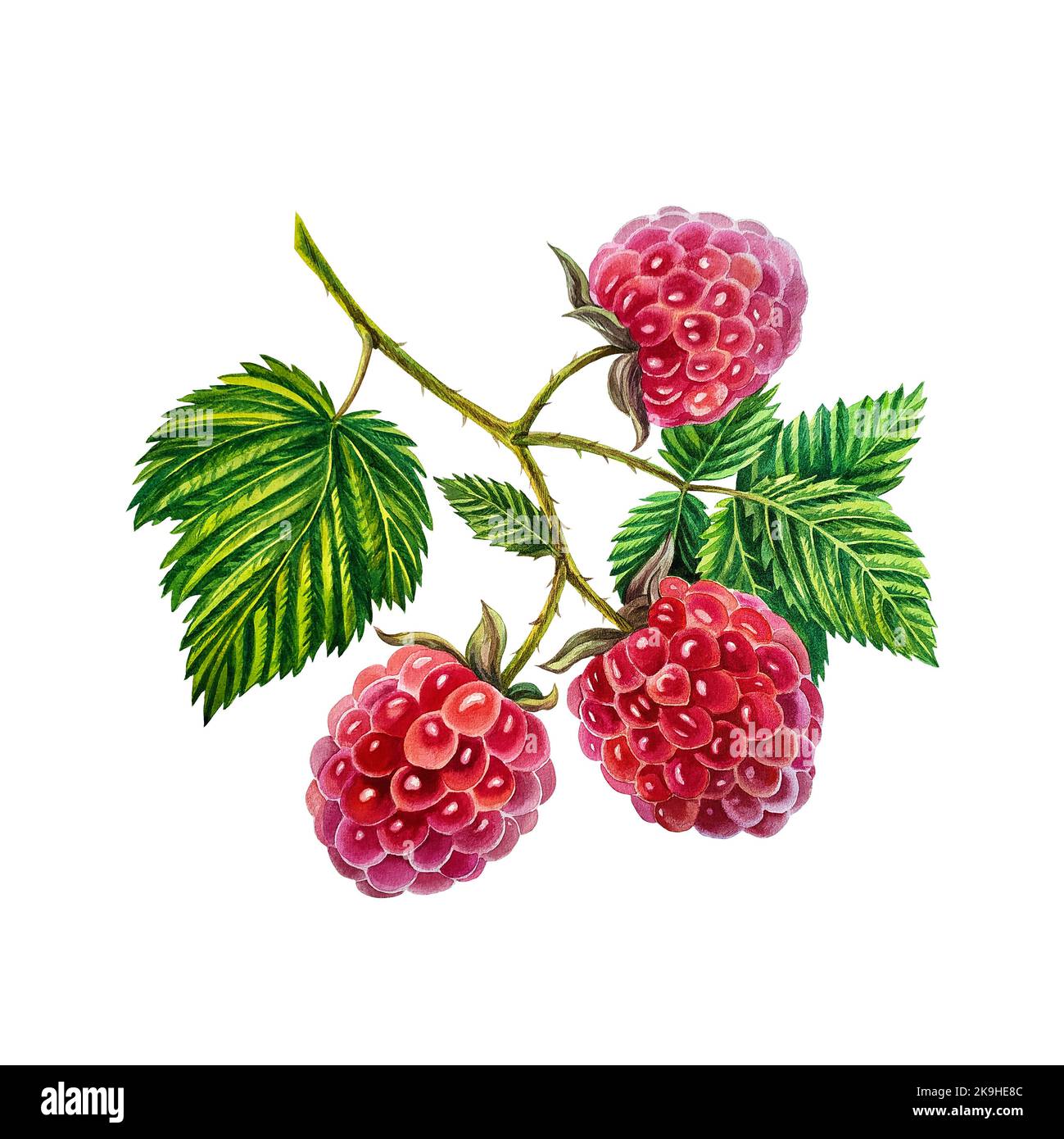 Raspberry. Raspberry branch with berries and leaves. watercolor ...