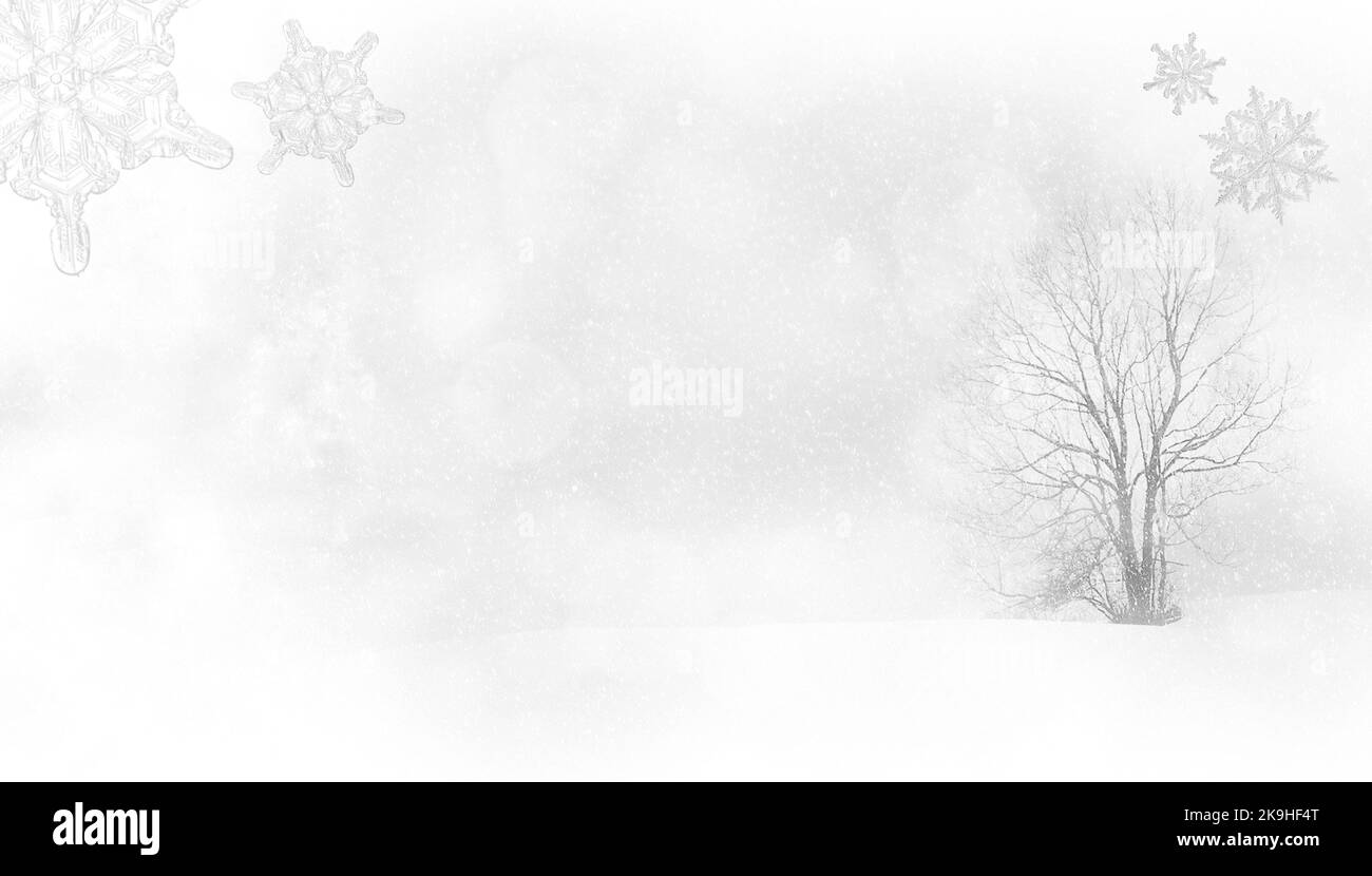 Fir tree border in Black and White Stock Photos & Images - Alamy