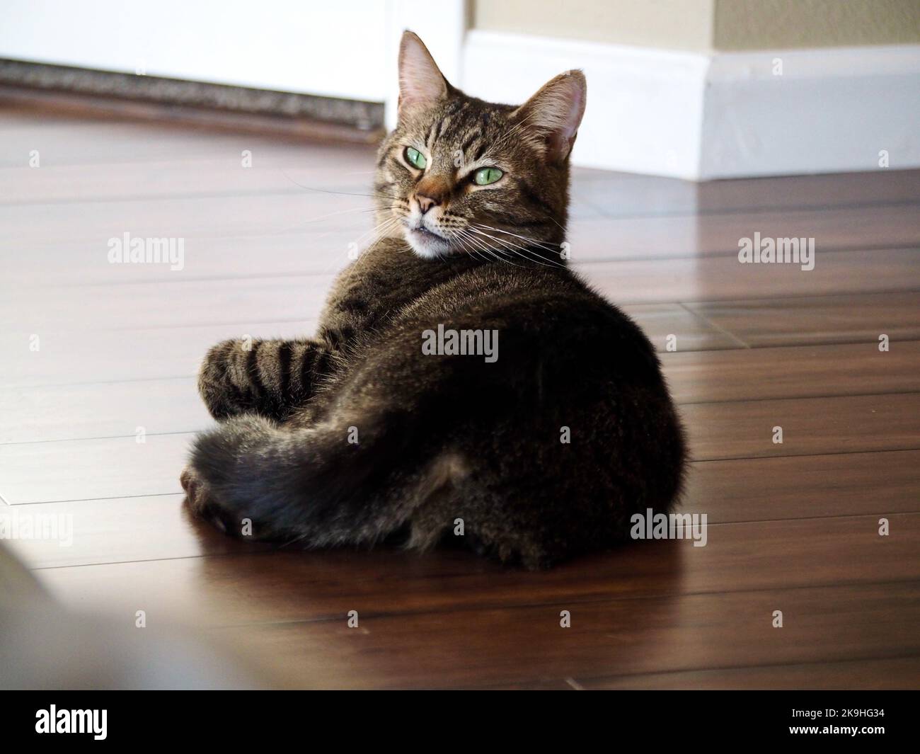 Morphy the tabby cat Stock Photo - Alamy