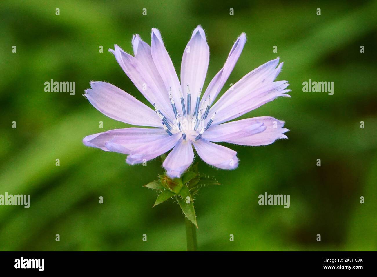 Endive Chicory flower close-up with small leaves Stock Photo - Alamy