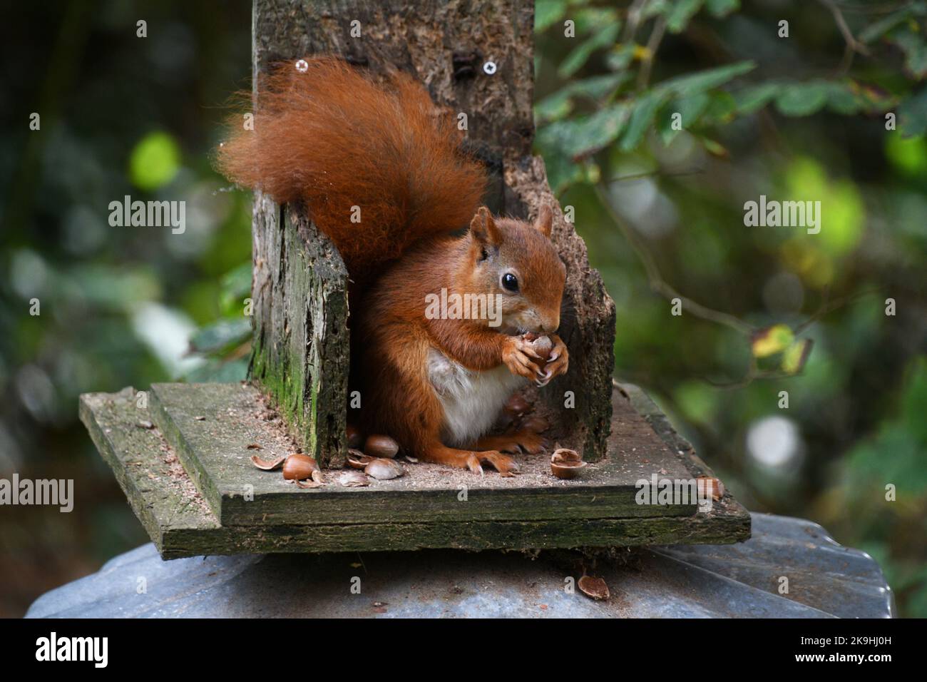 Red Squirrel "Sciurus vulgaris" feeding in the semi-tropical Abbey ...