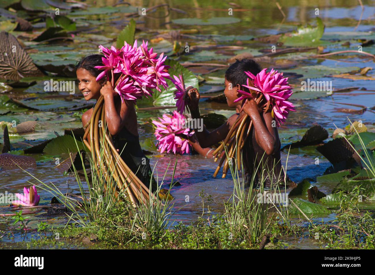 Shapla flowers hi-res stock photography and images - Alamy