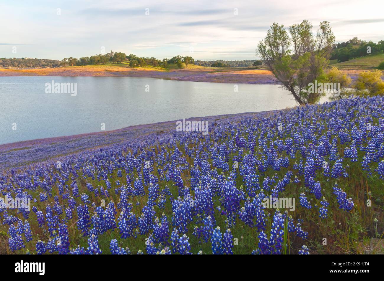 Sky lupines, Lupinus nanus, bloom in early spring along the shore of ...