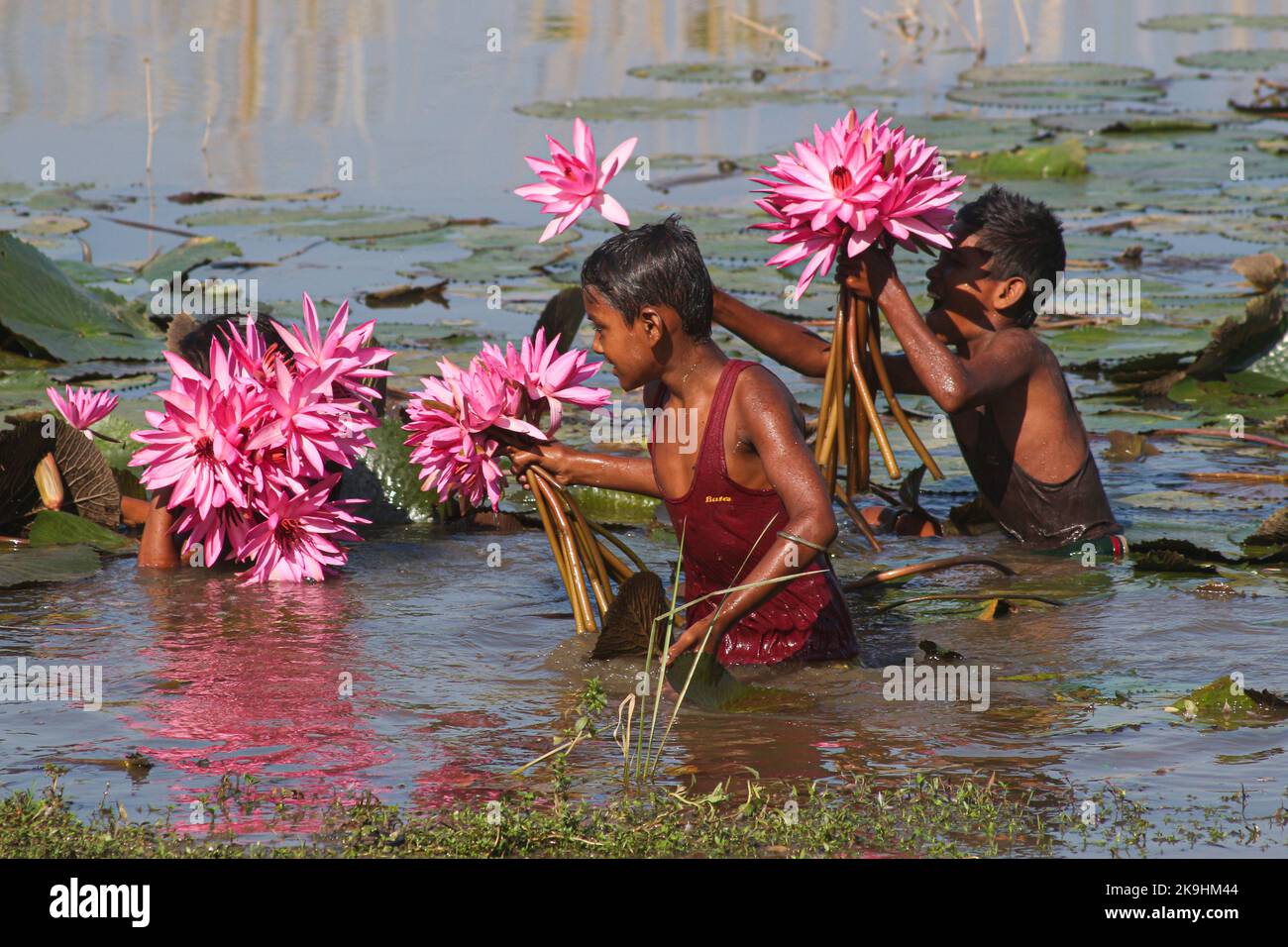 Shapla flowers hi-res stock photography and images - Alamy