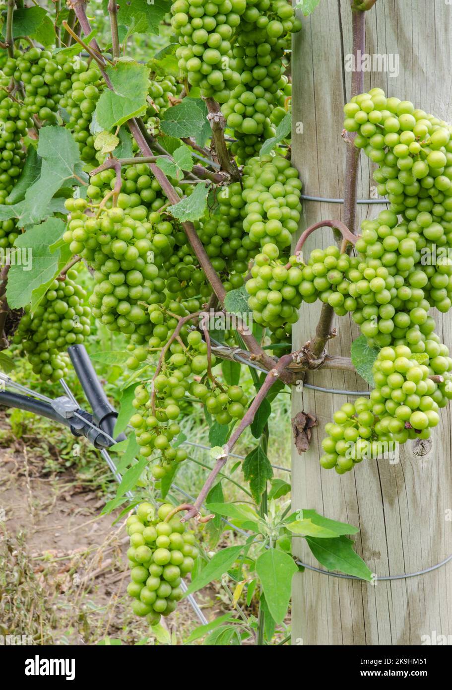 Riesling grapes hang on vines just beginning to swell before verasion ...