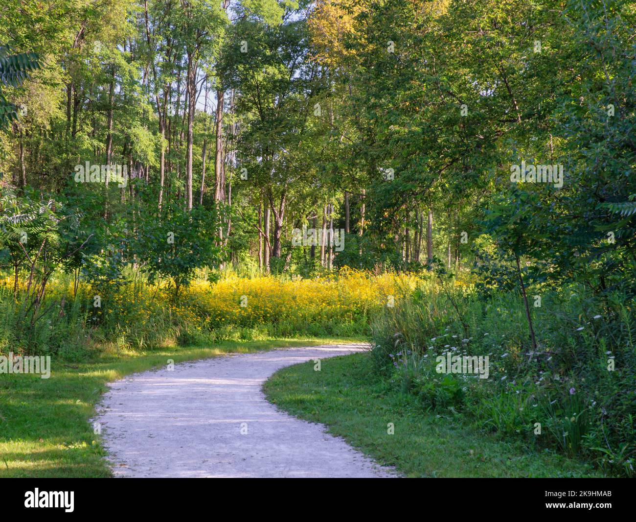A limestone gravel trail winds through fields filled with Black-eyed ...
