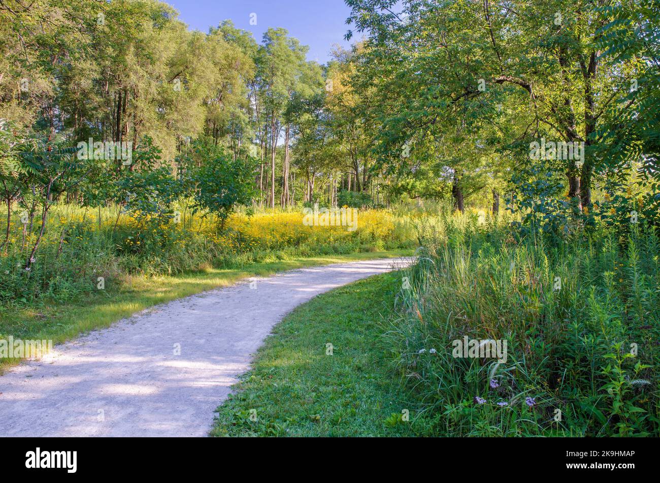 A limestone gravel trail winds through fields filled with Black-eyed ...