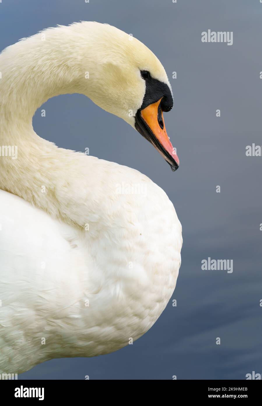 Swan Profile Bushey Park Stock Photo - Alamy