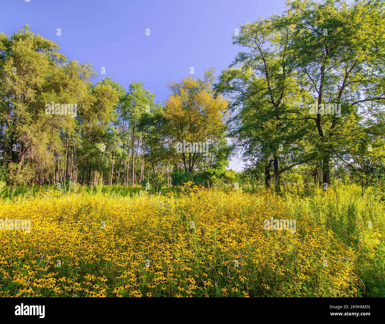 Black-Eyed Susan's abound along a side trail at Rock Run Forest ...