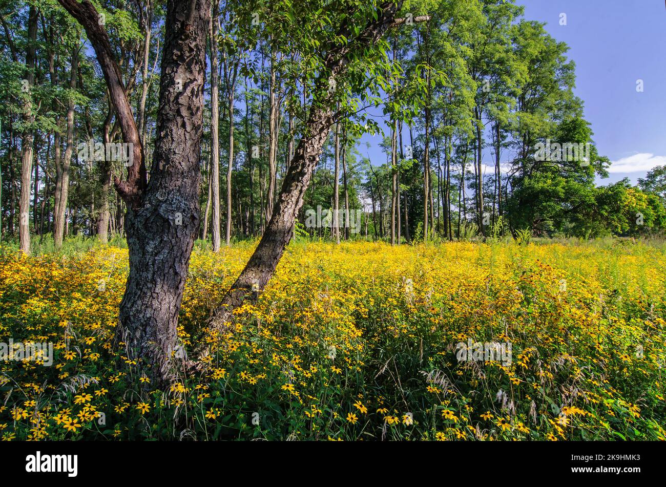 Black-Eyed Susan's fill the open areas between tree groves at Rock Run ...