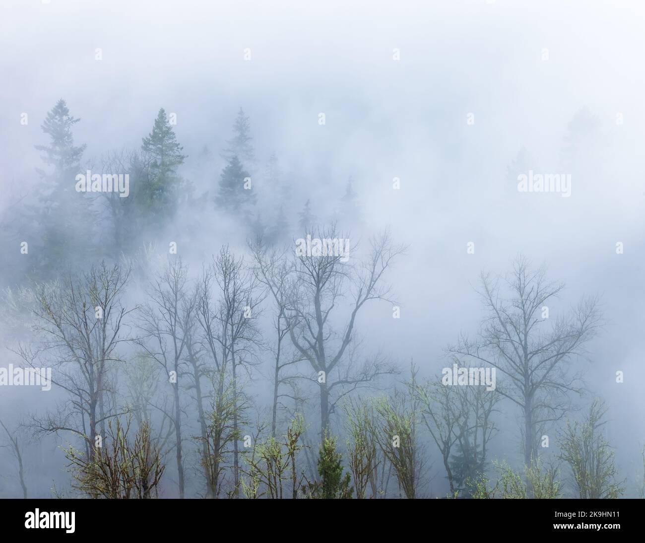 A photograph captures a serene forest scene shrouded in a thick layer of fog Stock Photo - Alamy