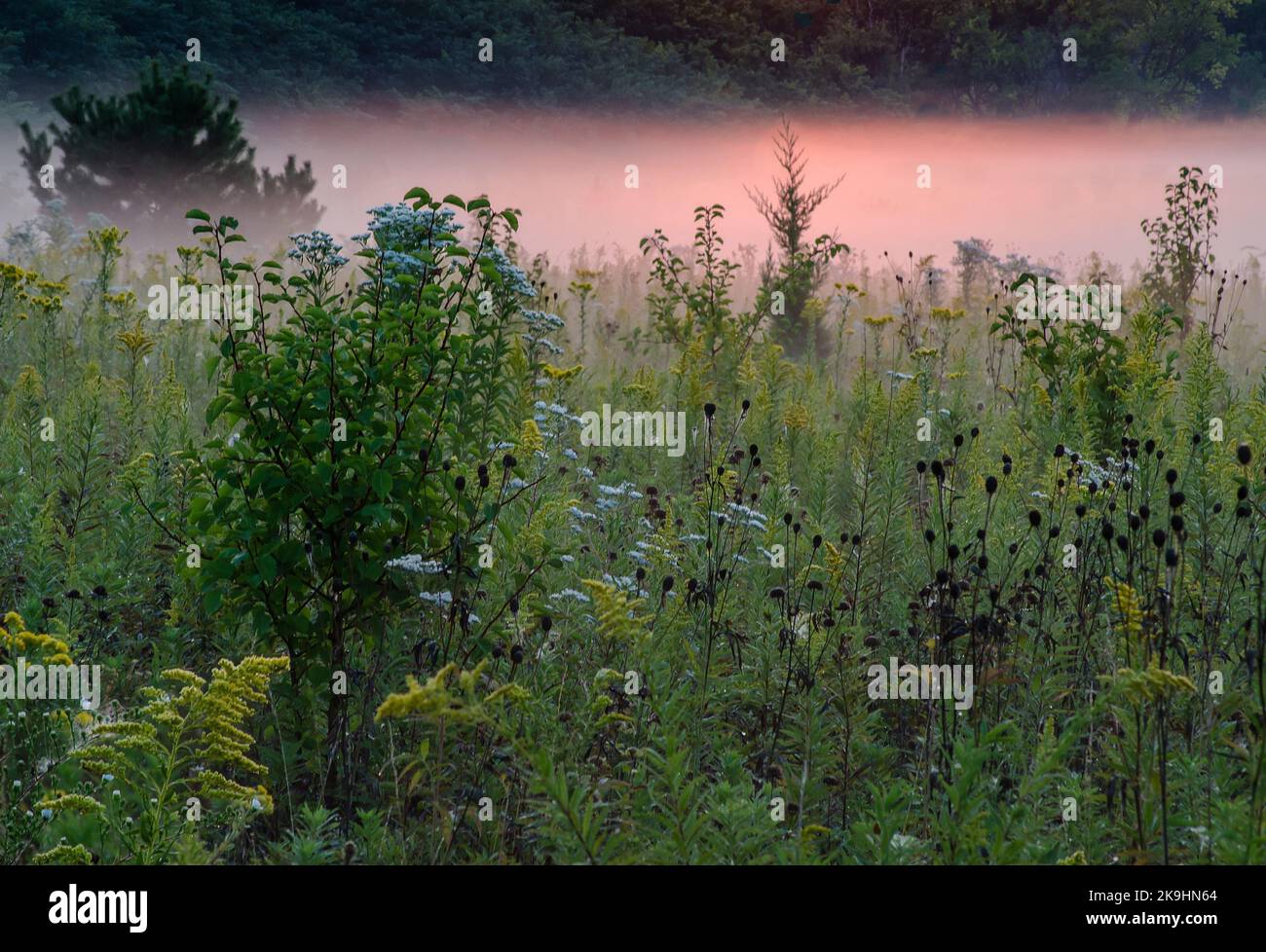 Sunrise light turns morning mist a pink hue, Springbrook Prairie Forest ...