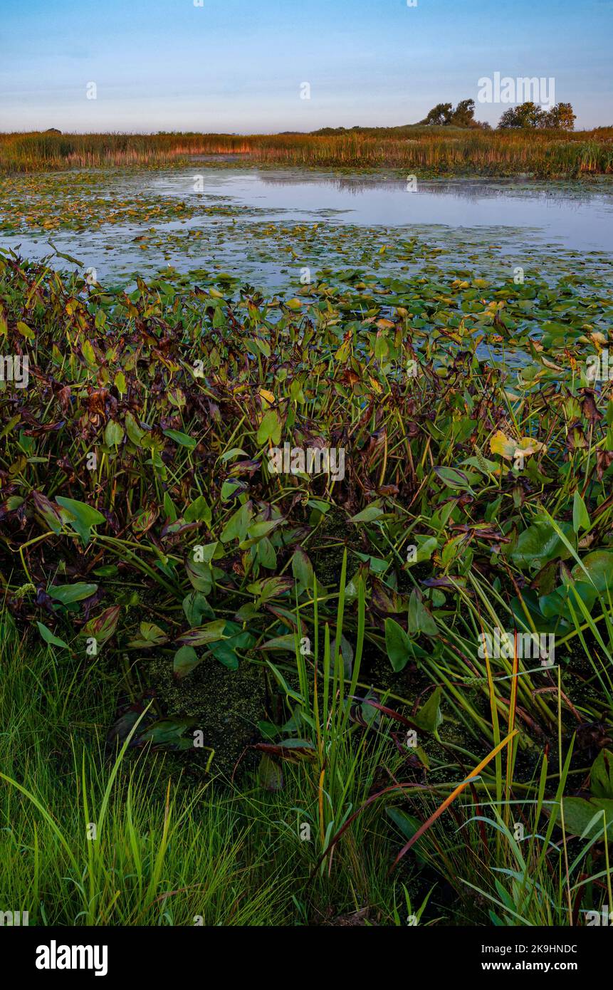 Pickerel Weed are among the many plants at the shore of Crooked Slough ...