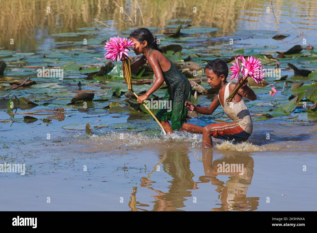 Shapla flowers hi-res stock photography and images - Alamy
