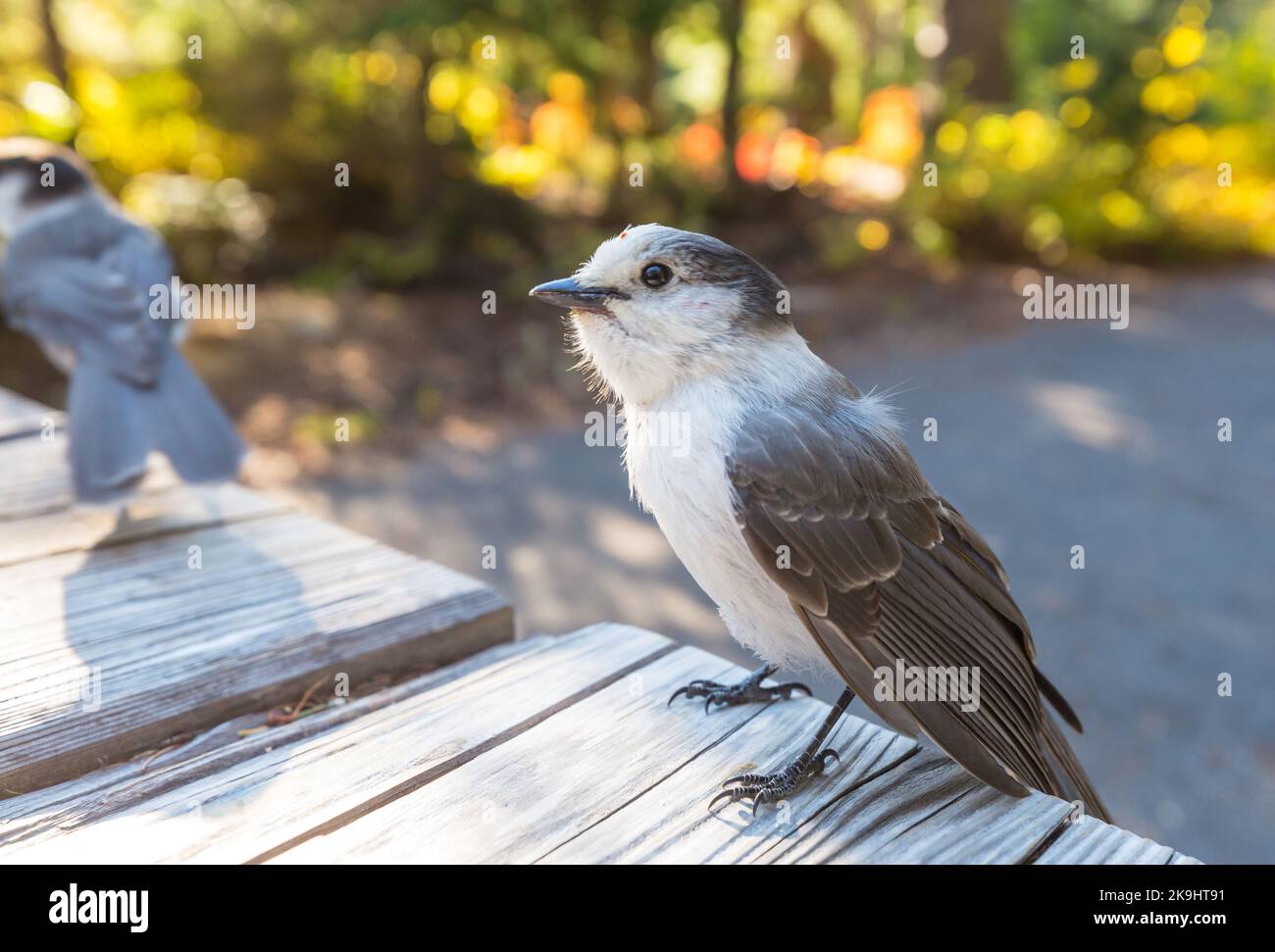 Jay on bird table hi-res stock photography and images - Alamy