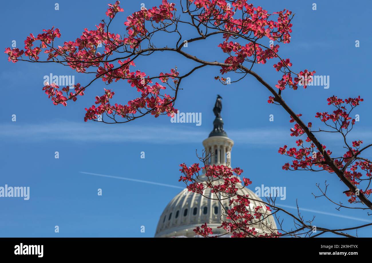 A vibrant branch of pink dogwood blossoms frames the iconic white dome ...