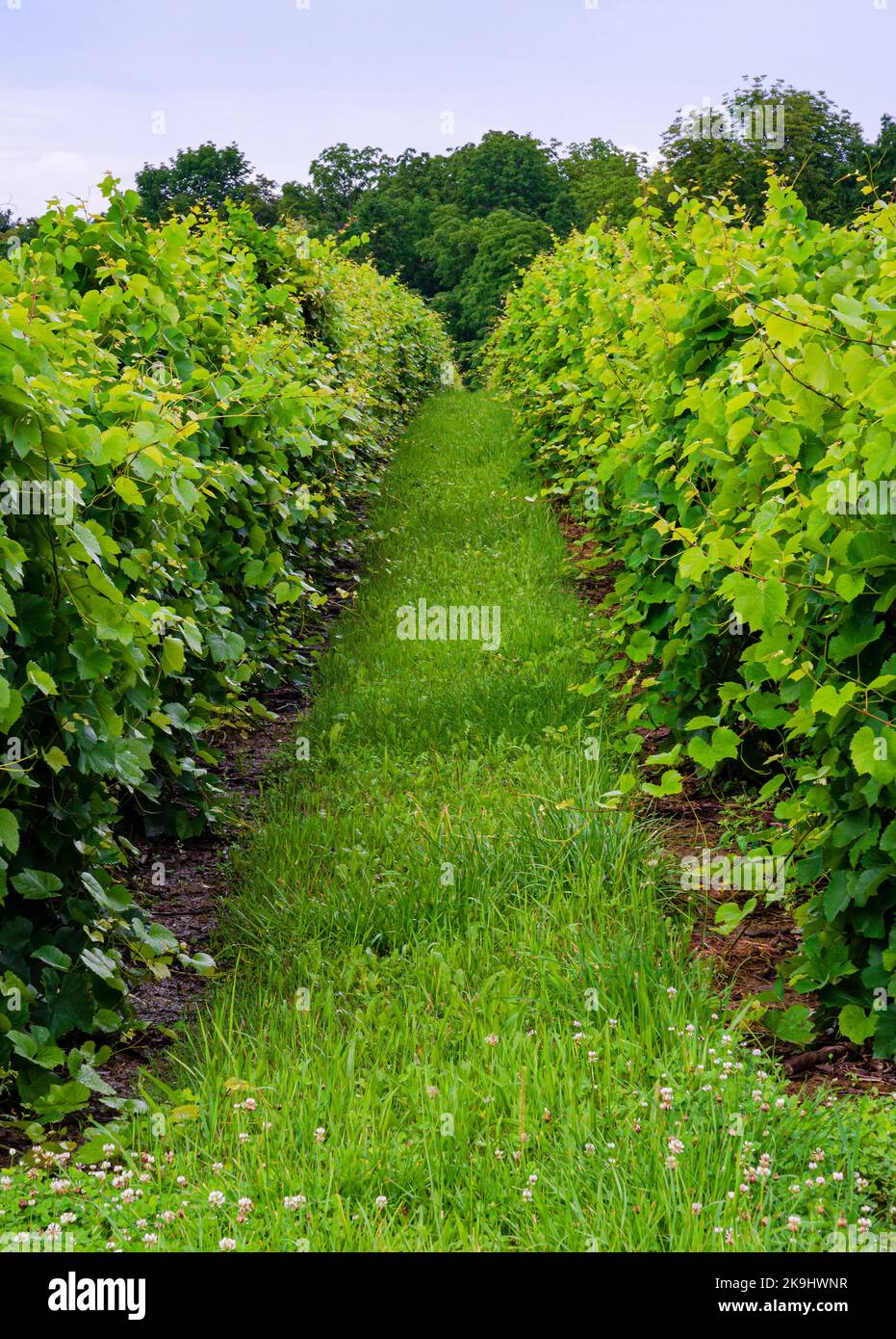 Grape Vines grow at Boundry Breaks Vineyard, Seneca County, New York ...