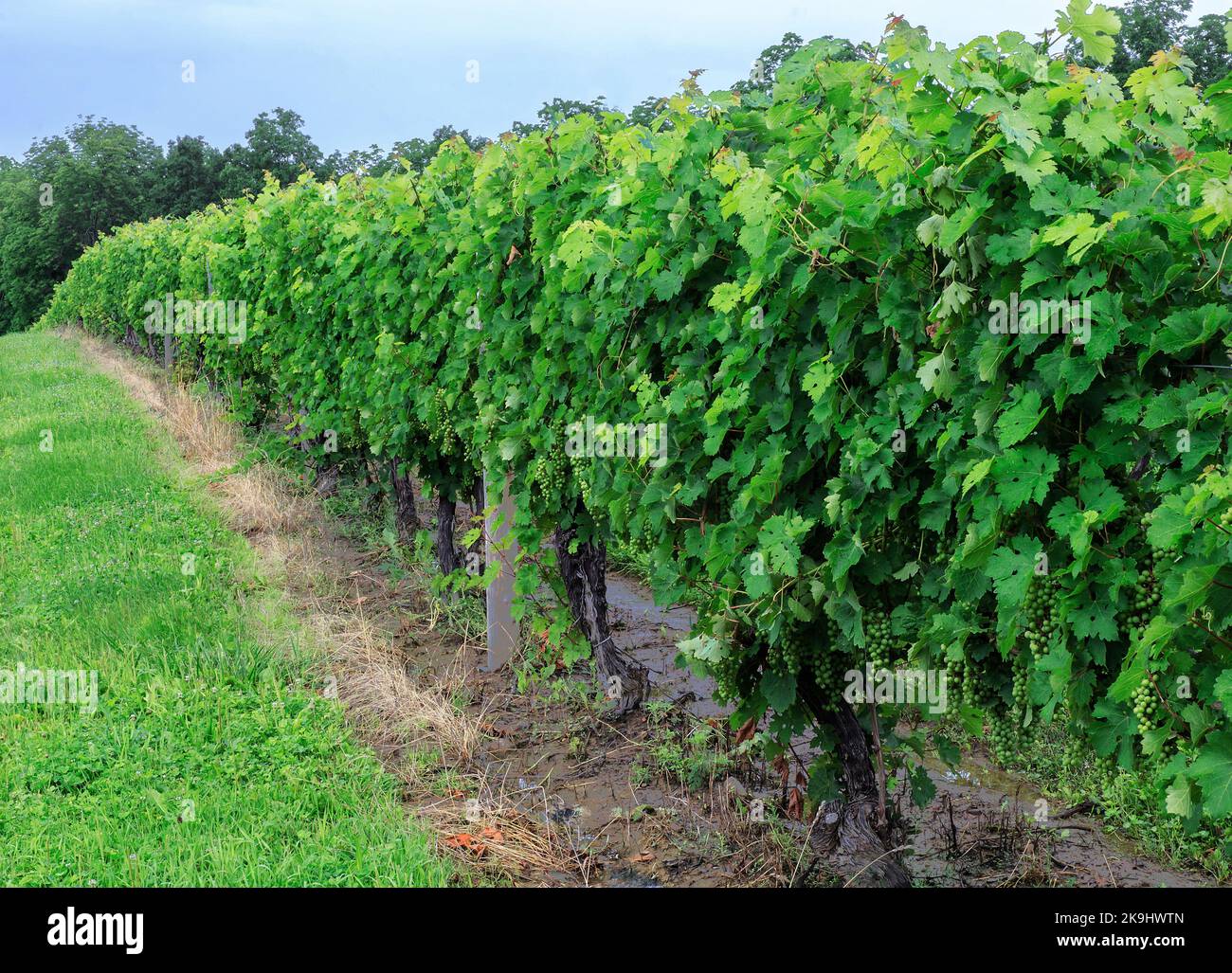 A row of vines at the edge of a vineyard shows grapes just starting to ... A row of vines at the edge of a vineyard shows grapes just starting to ...