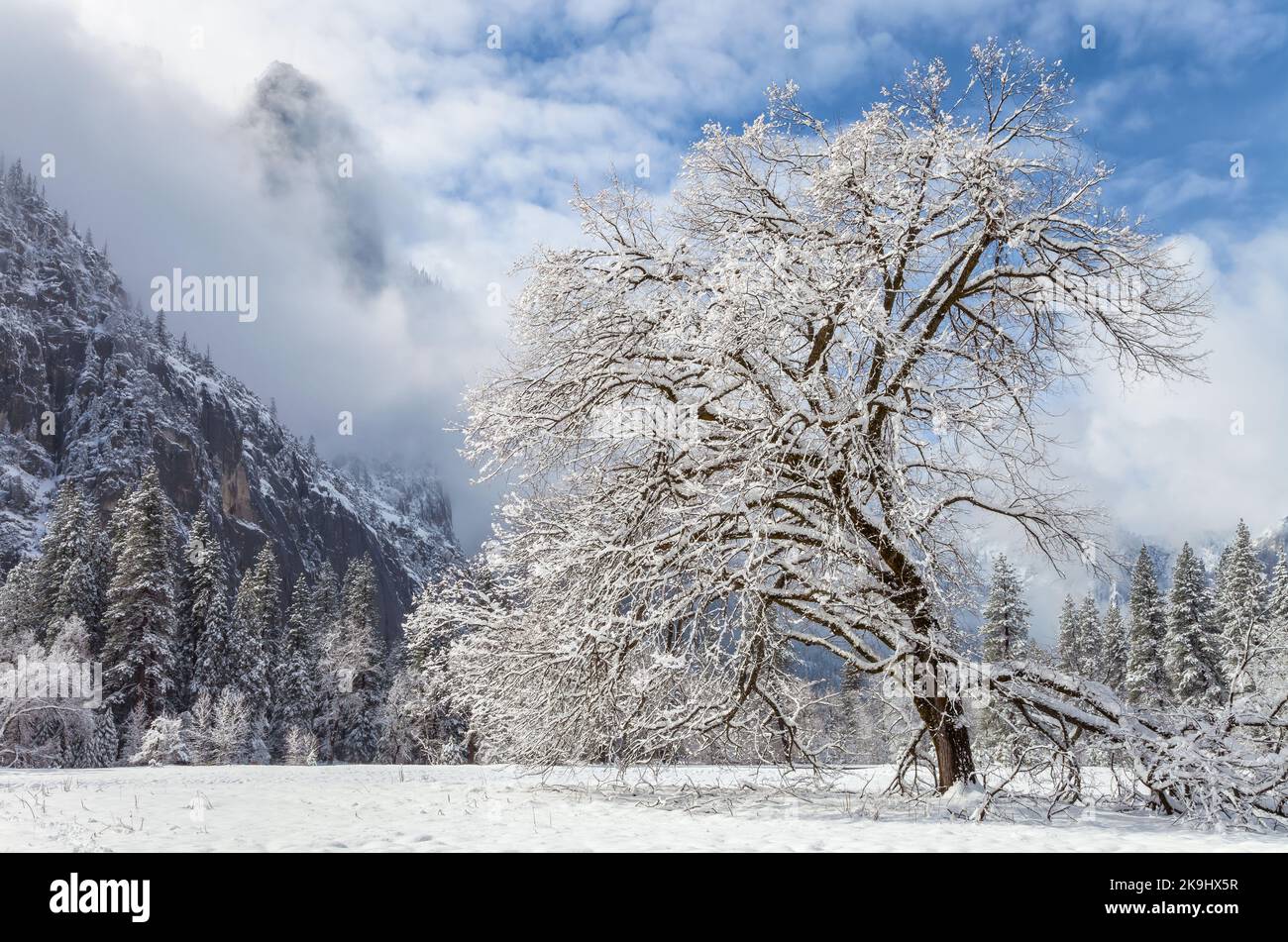 Oak tree in snow storm hi-res stock photography and images - Alamy
