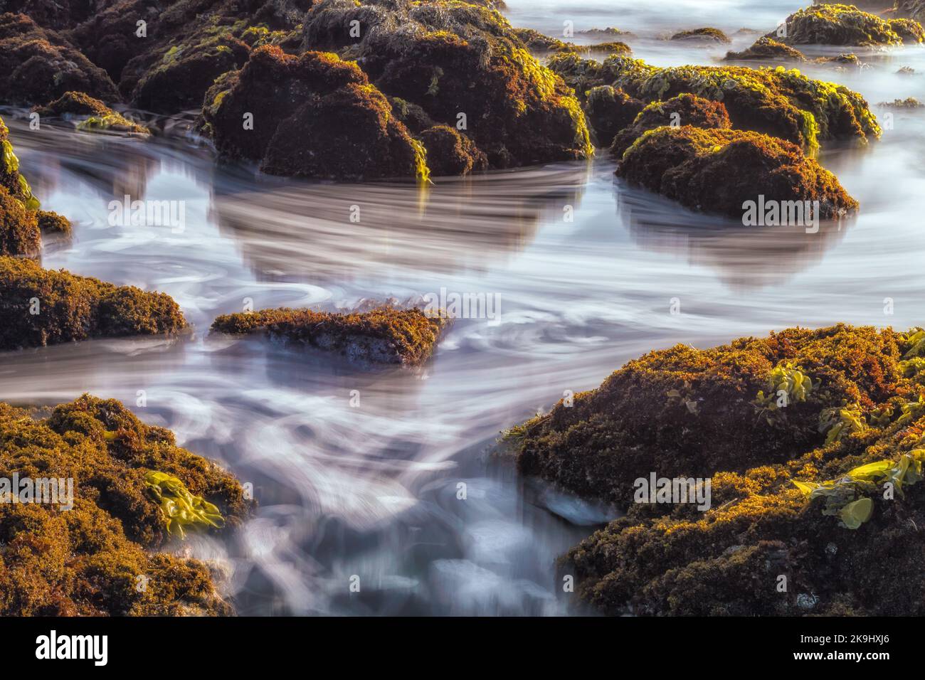 The image captures a serene coastal scene with a focus on several moss ...