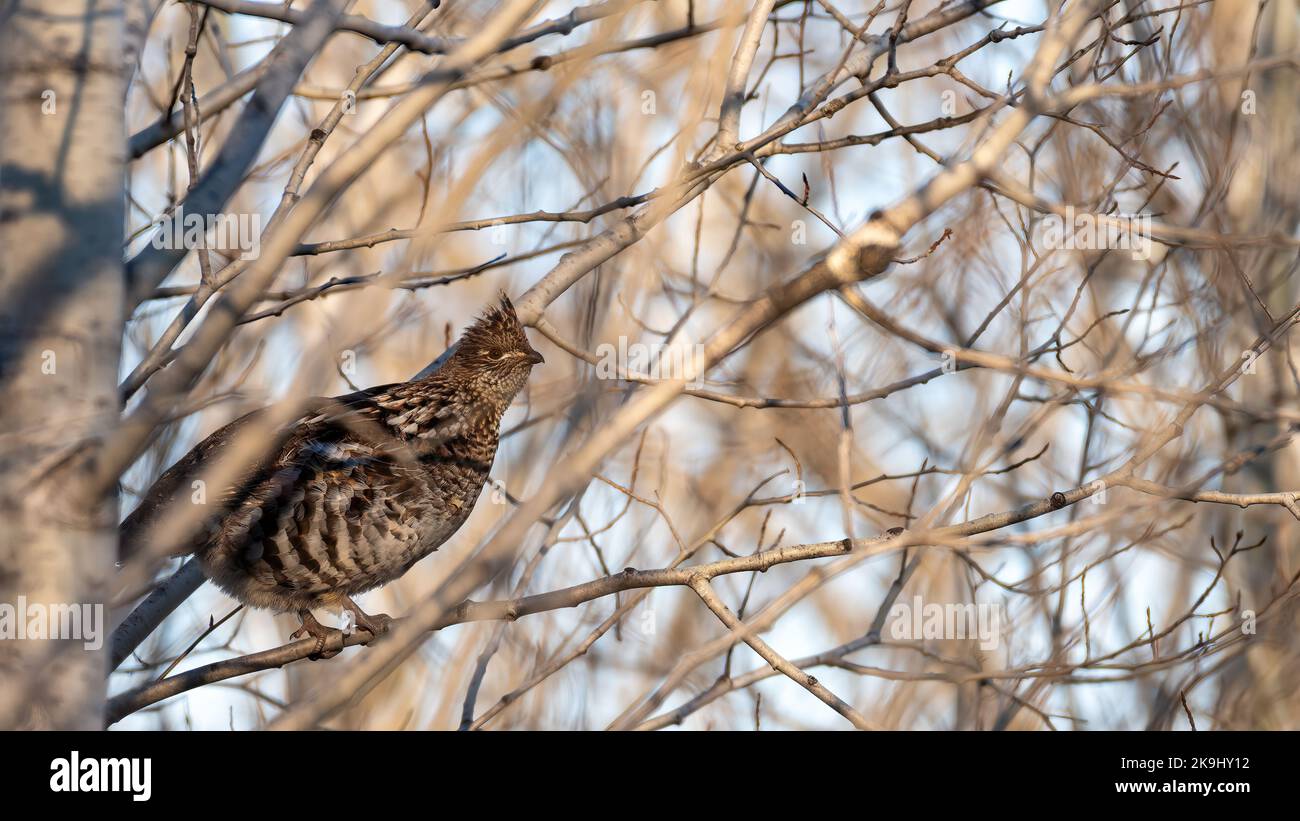 Female ruffed (Bonasa umbellus) grouse perched in a tree at sunset in ...
