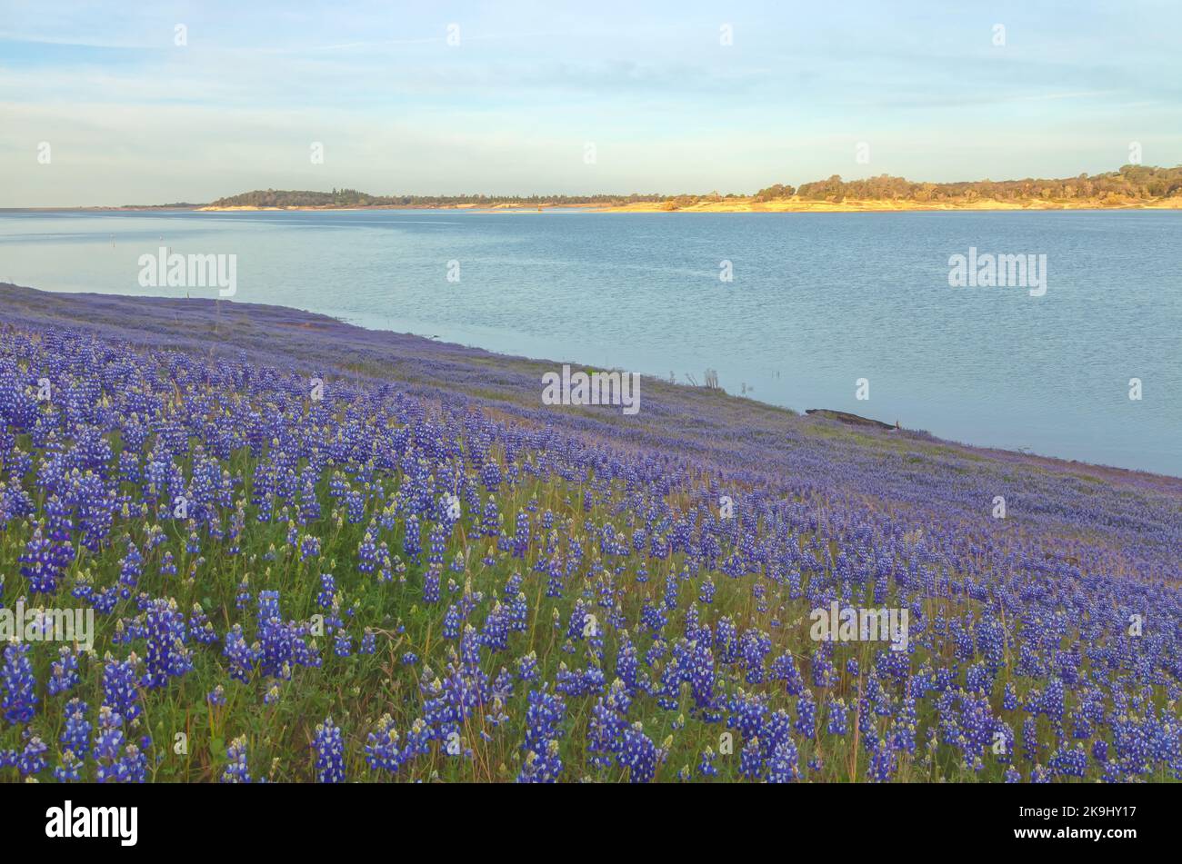 Sky lupines, Lupinus nanus, bloom in early spring along the shore of ...