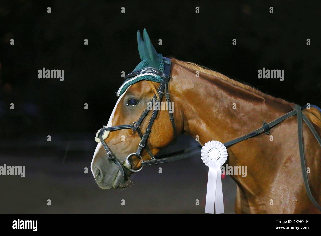 Horse wearing saddle side view hi-res stock photography and images - Alamy