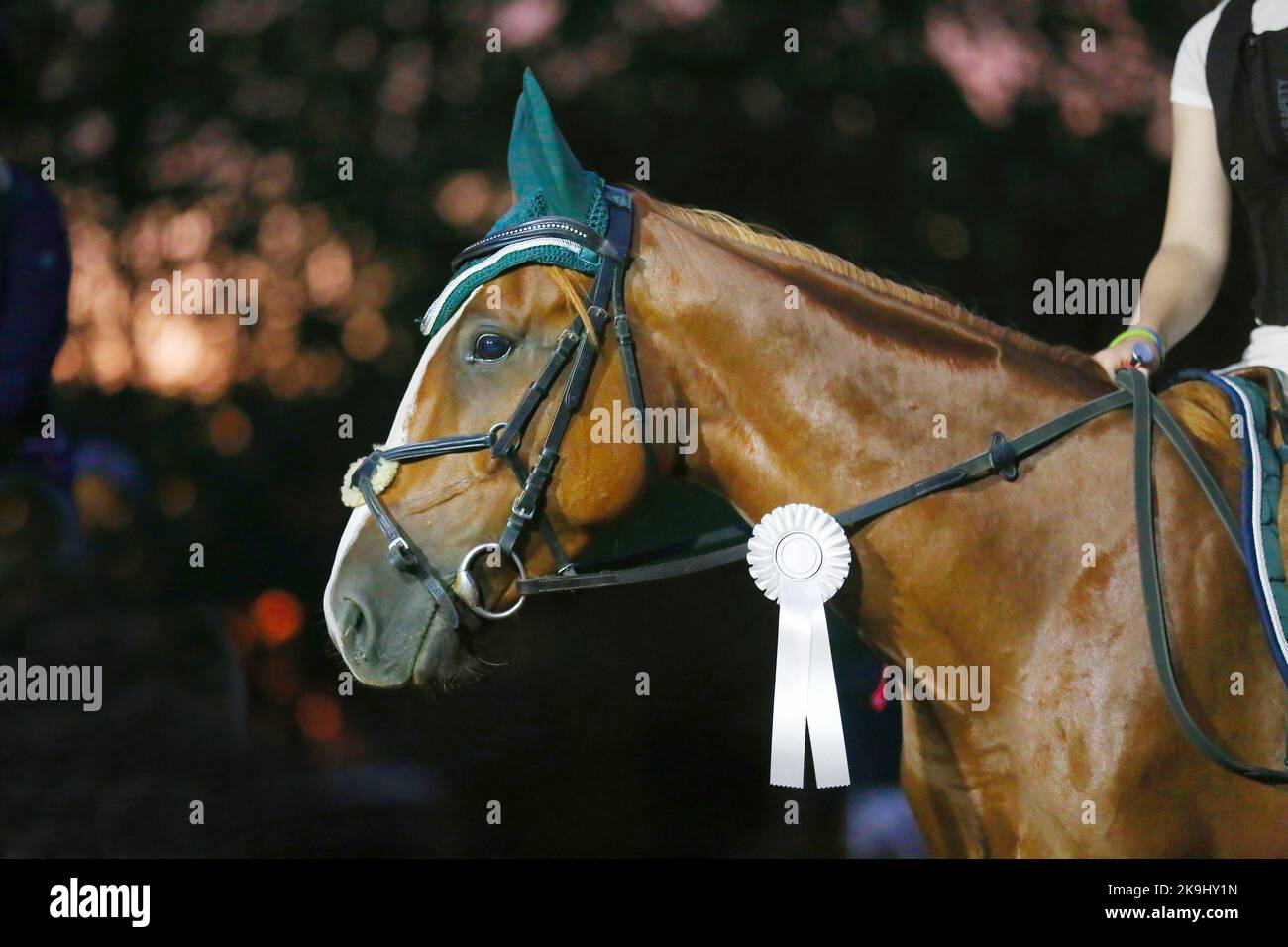 Unknown competitor ride a sport horse on equitation event at summertime ...