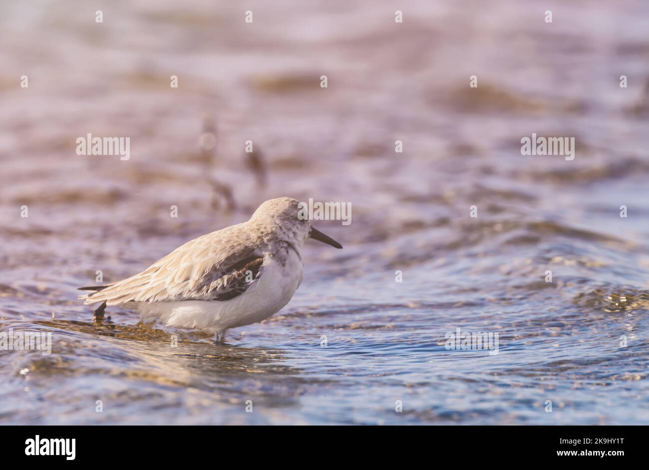 least sandpiper (Calidris minutilla) in shallow water, Point Reyes ...