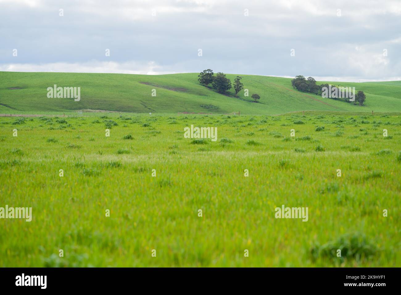 grass growing in a field. long pasture growing on a farm in spring ...