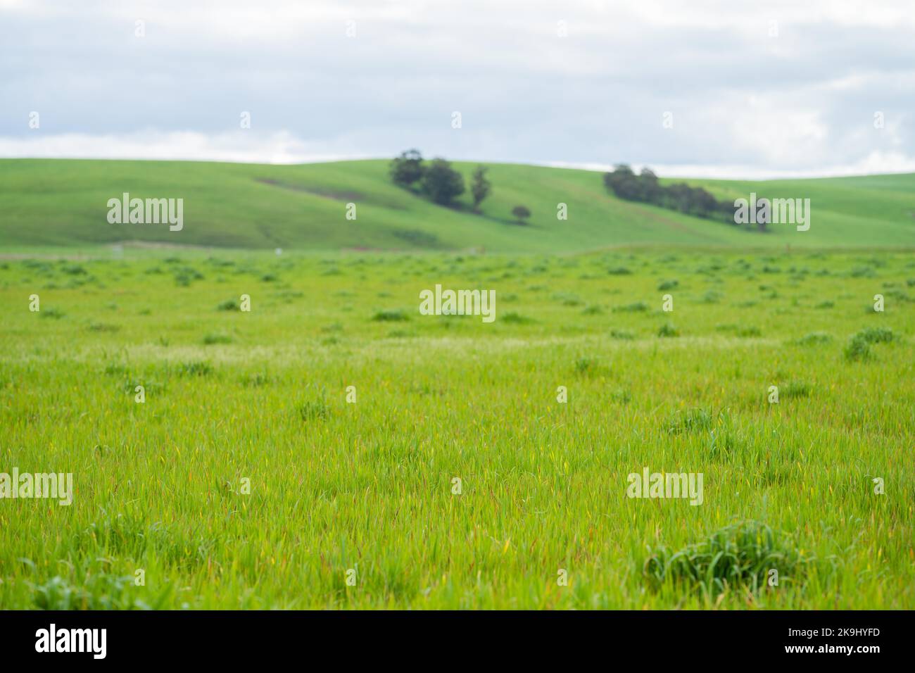 grass growing in a field. long pasture growing on a farm in spring ...