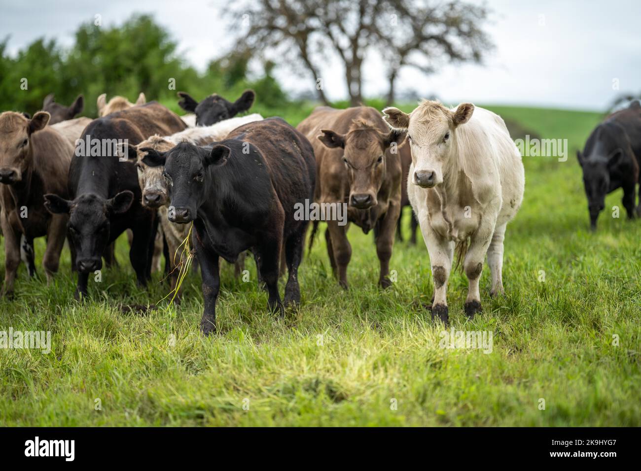 sustainable agriculture cow farm in a field, beef cows in a field. livestock herd grazing on ...
